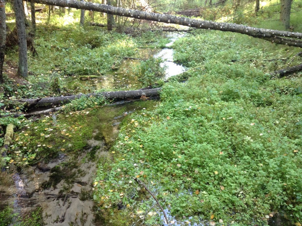EUNIS -Factsheet for Base-poor spring and spring brook