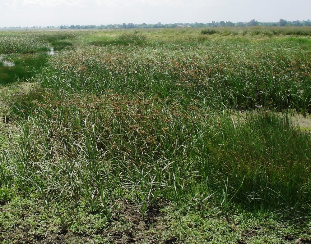 EUNIS -Factsheet for Inland saline or brackish helophyte bed