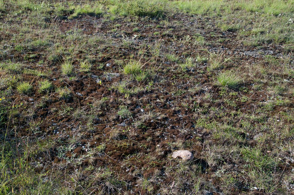 EUNIS -Factsheet for Cryptogam- and annual-dominated vegetation on ...