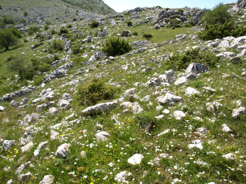 EUNIS -Factsheet for Dry steppic, submediterranean pasture of South ...