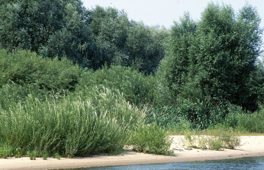 EUNIS -Factsheet for Temperate and boreal riparian scrub