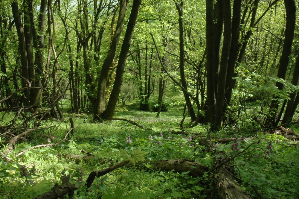 EUNIS -Factsheet for Ravine woodland