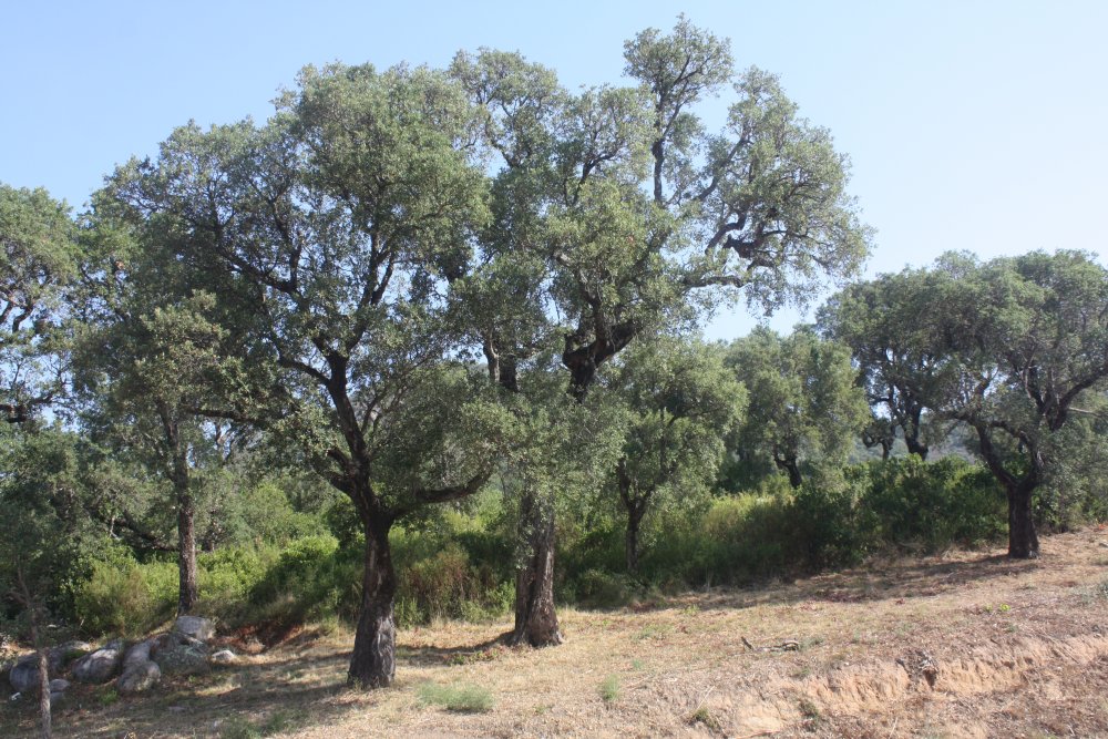 EUNIS -Factsheet for Mediterranean evergreen Quercus woodland
