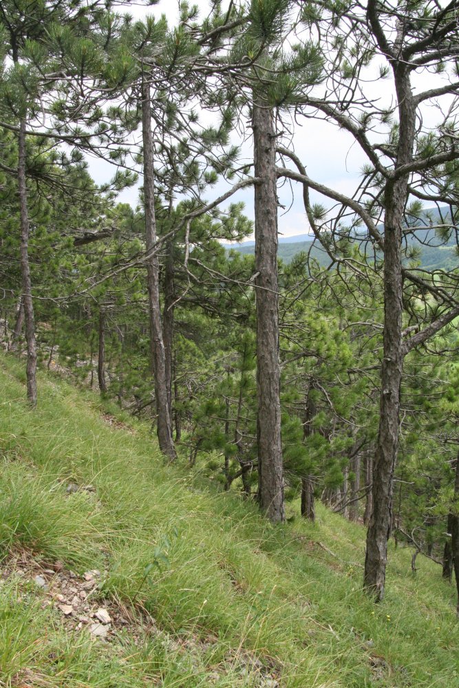 EUNIS -Factsheet for Temperate and submediterranean montane Pinus ...