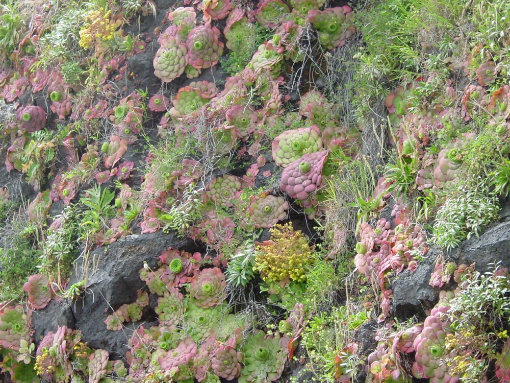 EUNIS -Factsheet for Macaronesian inland cliff