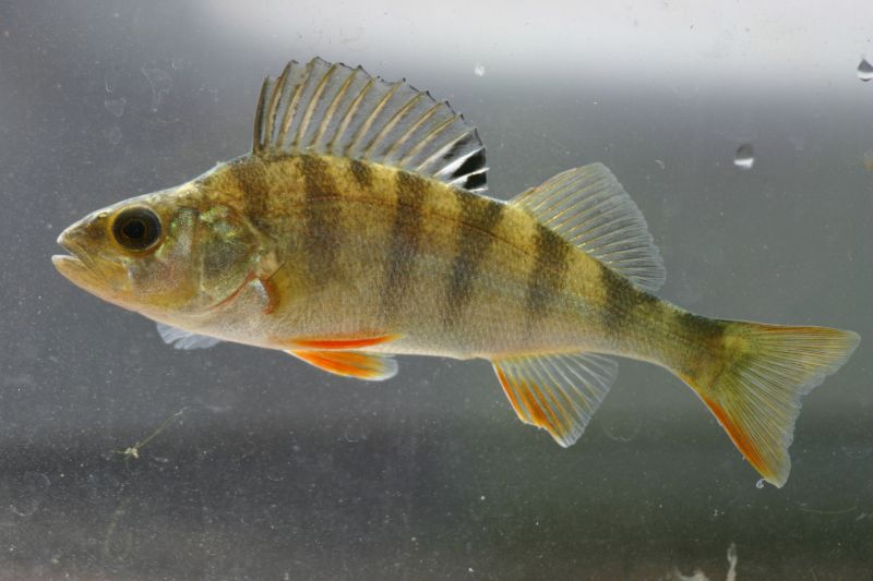 European perch - Perca fluviatilis - Linnaeus, 1758