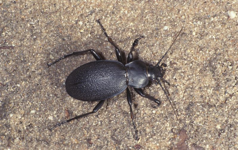 Carabus coriaceus - Linnaeus, 1758