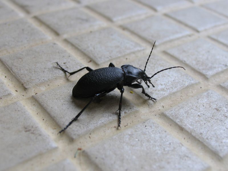 Carabus coriaceus - Linnaeus, 1758