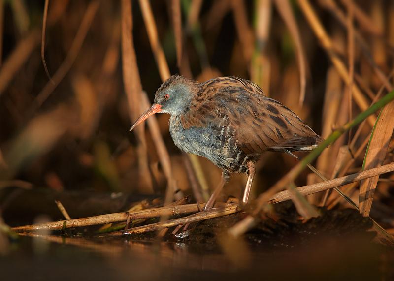 Water Rail - Rallus aquaticus - Linnaeus, 1758