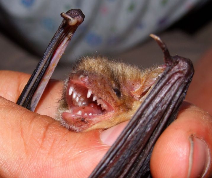 Greater mouse-eared bat - Myotis myotis - (Borkhausen, 1797)