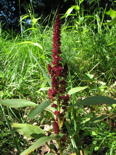 Amaranthus hybridus - L.