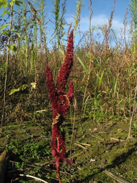 Amaranthus hybridus - L.