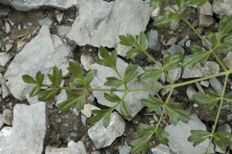 Laserpitium gallicum - L.