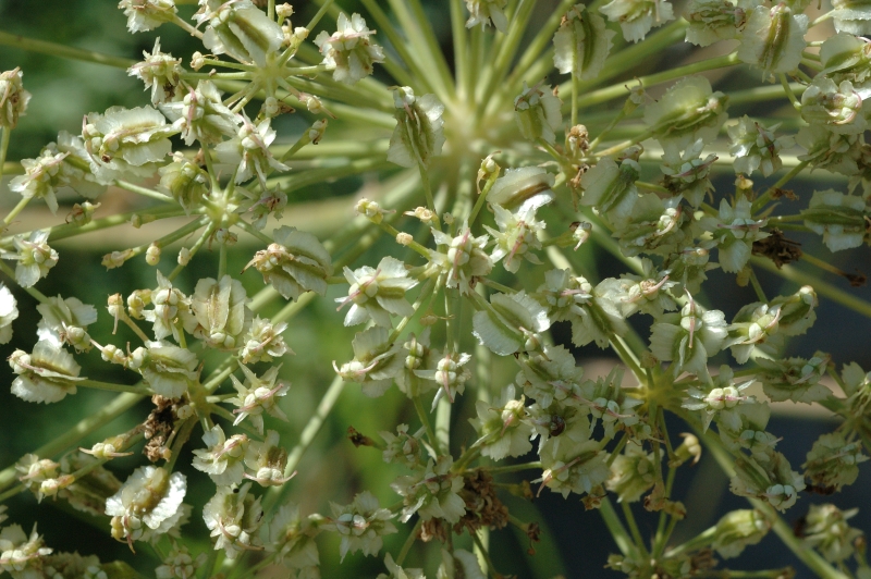 Laserpitium gallicum - L.
