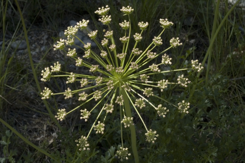 Laserpitium gallicum - L.