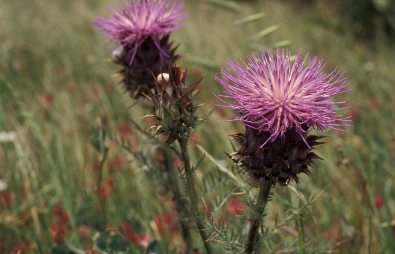 Cynara humilis - L.