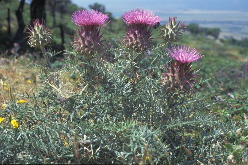 Cynara humilis - L.
