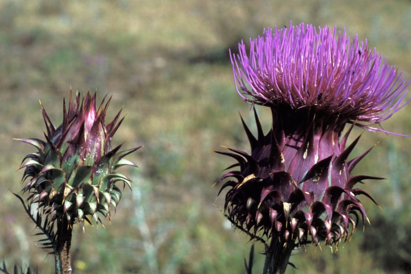 Cynara humilis - L.