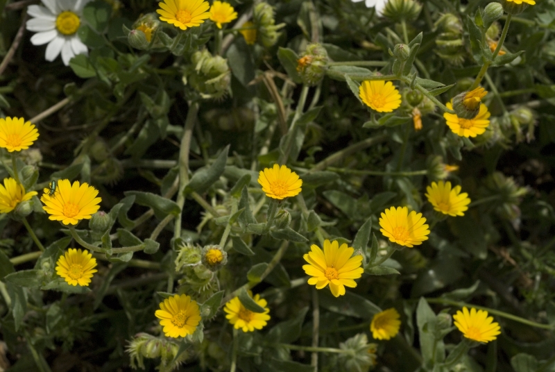 Calendula Arvensis