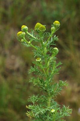 EUNIS -Factsheet for Trampled xeric grasslands with annuals