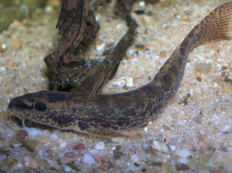 Bearded stone loach - Barbatula barbatula - (Linnaeus, 1758)