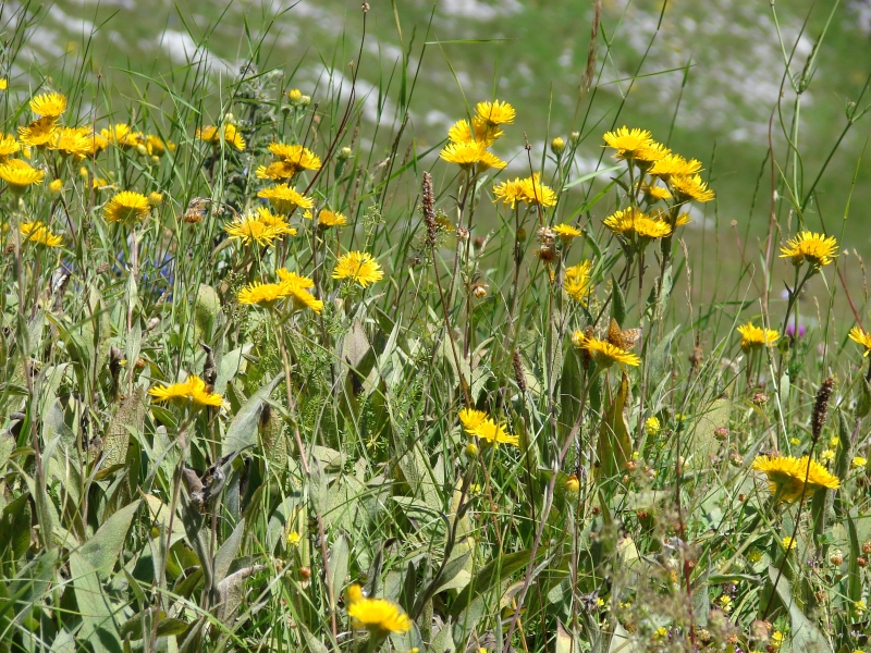 Inula oculus-christi - L.