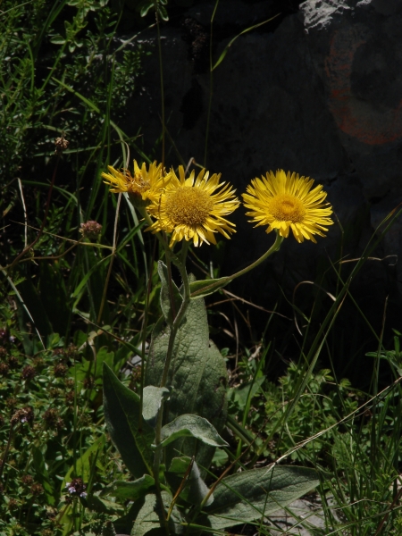 Inula oculus-christi - L.