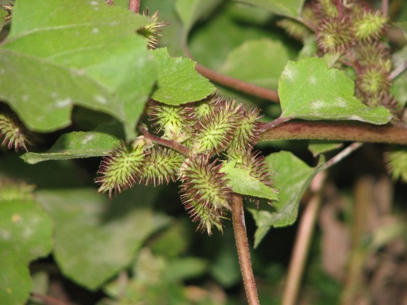Xanthium strumarium subsp. italicum - (Moretti) D.Löve