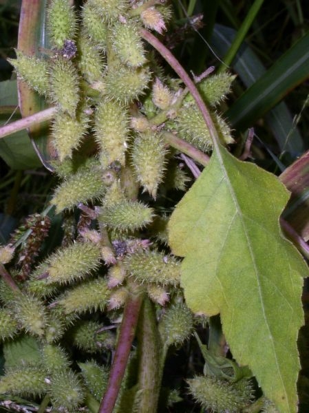 Xanthium strumarium subsp. italicum - (Moretti) D.Löve