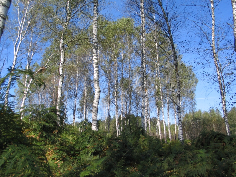 Betula pendula - Roth
