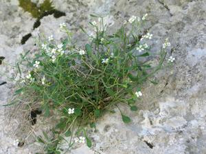 EUNIS -Factsheet for Balkano-Illyrian shaded calcicolous chasmophyte ...