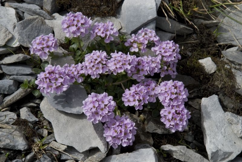 Thlaspi perfoliatum - L.