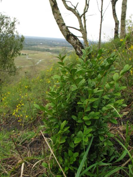 Buxus sempervirens - L.