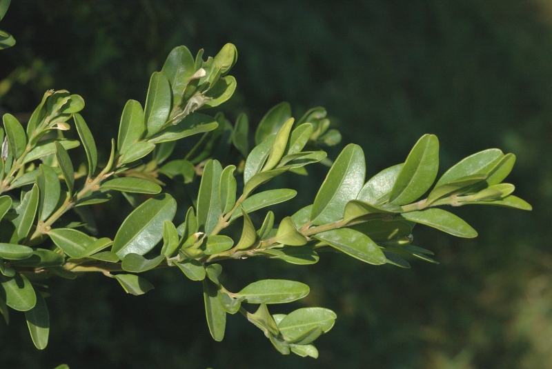 Buxus sempervirens - L.