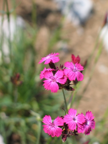 Dianthus carthusianorum - L.
