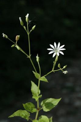 EUNIS -Factsheet for Alluvial forests with Alnus glutinosa and Fraxinus ...