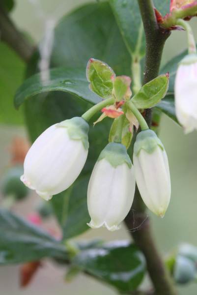 Vaccinium corymbosum - L.
