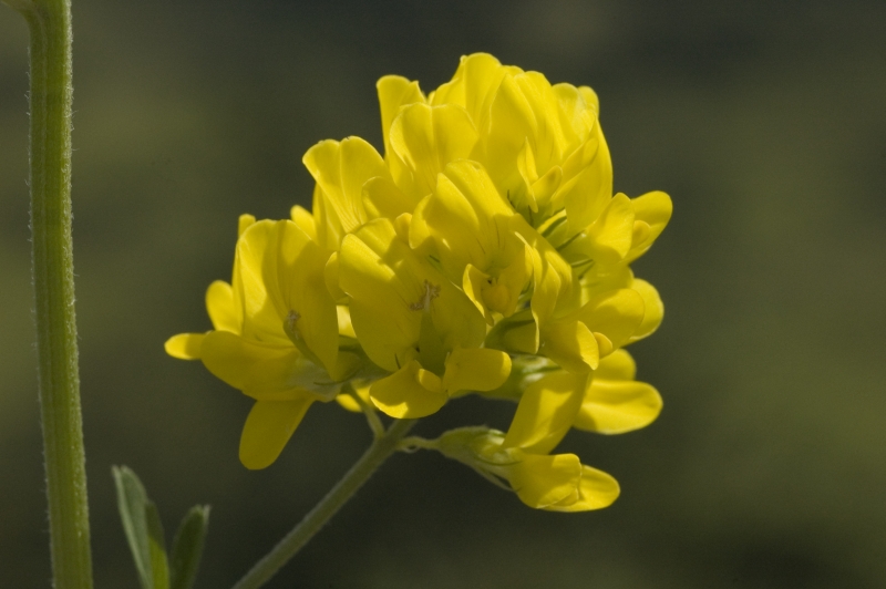 Medicago falcata - L.