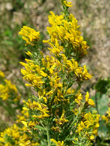 Genista tinctoria - L.