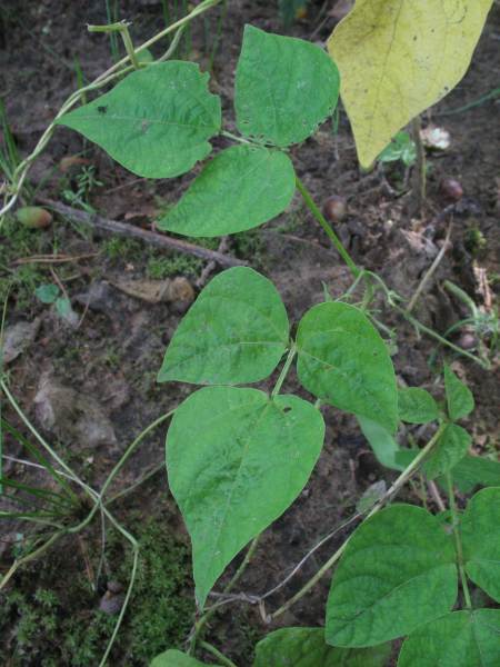 Phaseolus vulgaris - L.