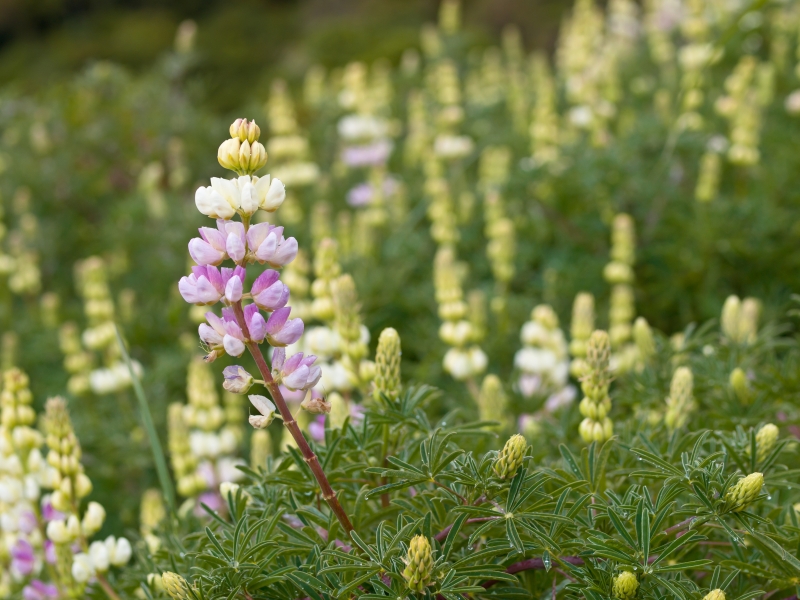 Lupinus polyphyllus - Lindl.