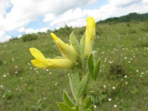 EUNIS -Factsheet for Pannonic loess steppes