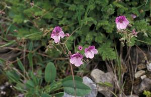 EUNIS -Factsheet for Calcareous rocky slopes with chasmophytic vegetation