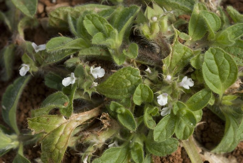 Sideritis curvidens - Stapf