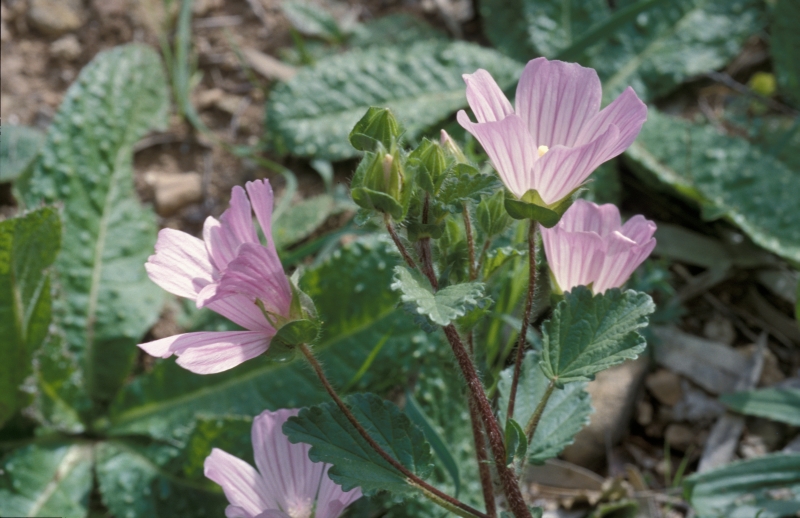 Malope malacoides - L.