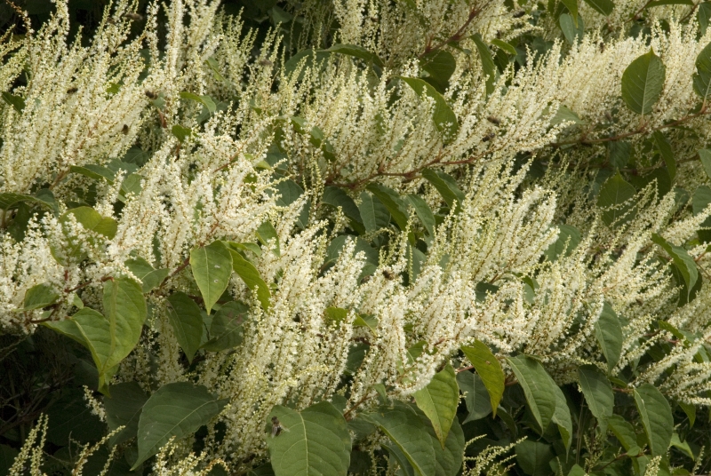 Reynoutria japonica - Houtt.