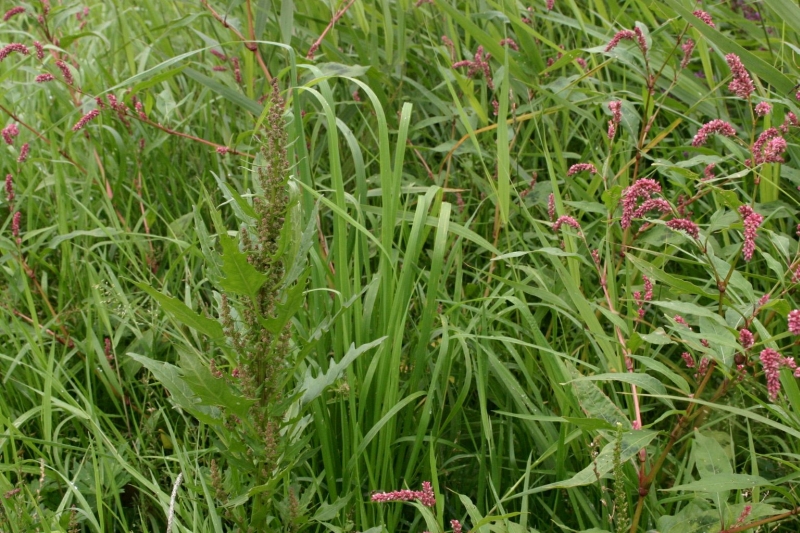 Polygonum lapathifolium - L.