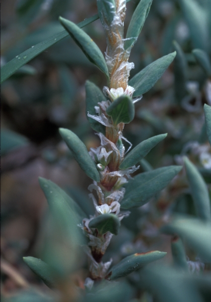 Polygonum maritimum - L.
