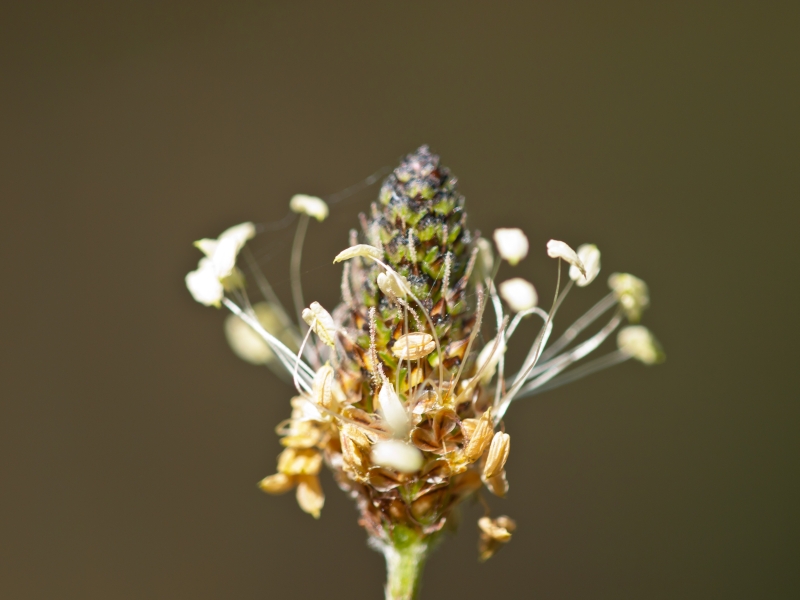 Plantago lanceolata - L.