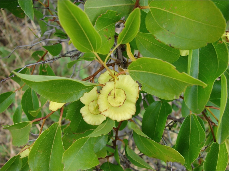 Paliurus spina-christi - Mill.